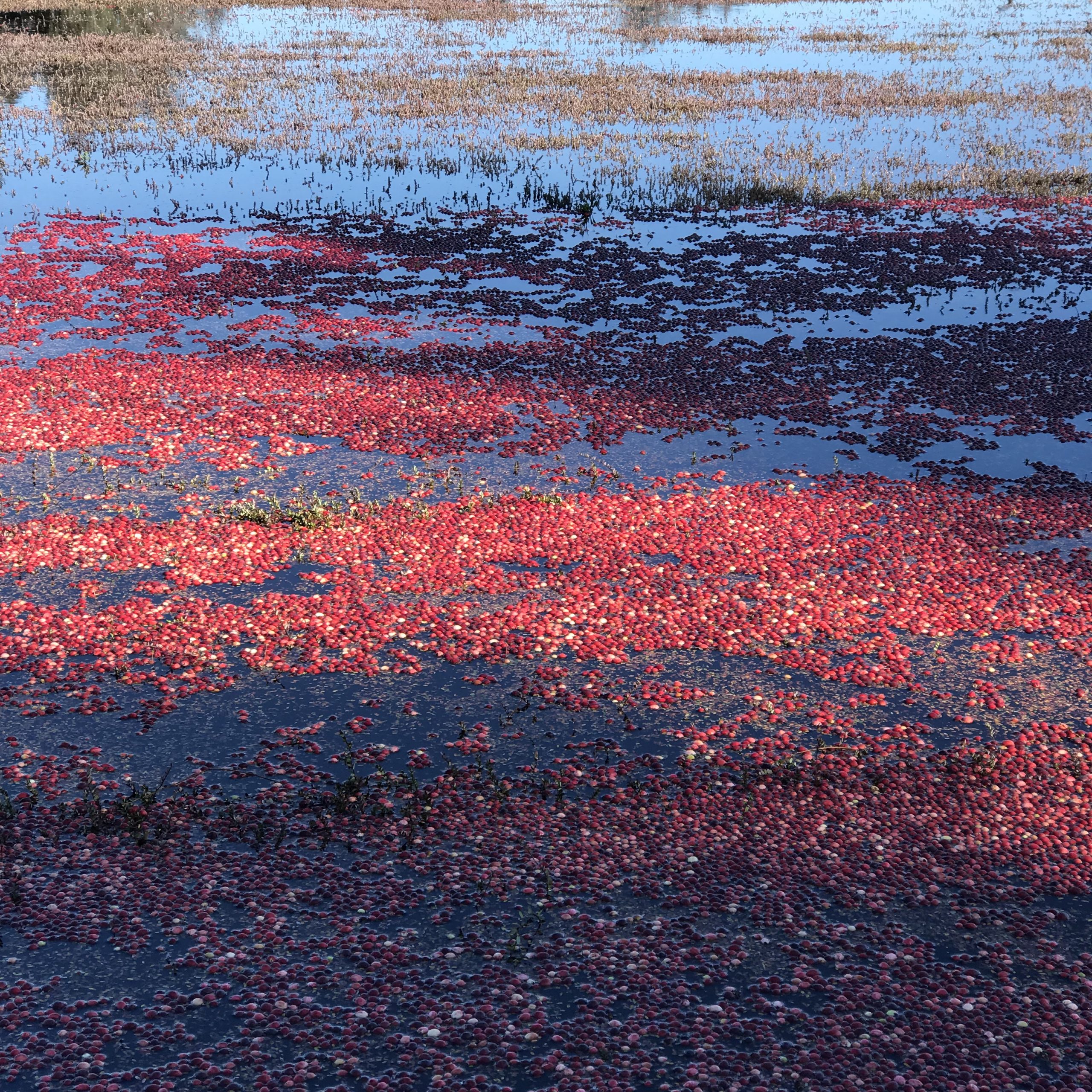 Bog Boots & Oysters – An Autumn getaway to the Long Beach Peninsula ...